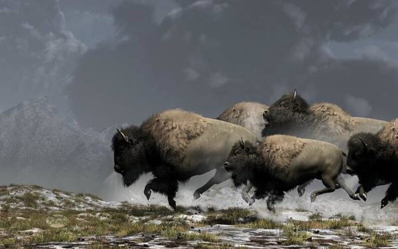 Bison Stampede, Buffalo Themed Art Print - Etsy