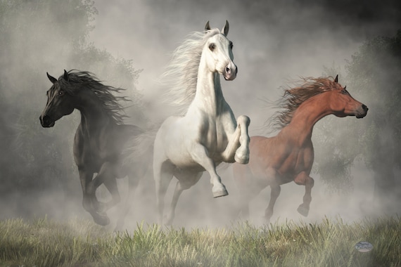 Arabian Horse Wallpapers Hd