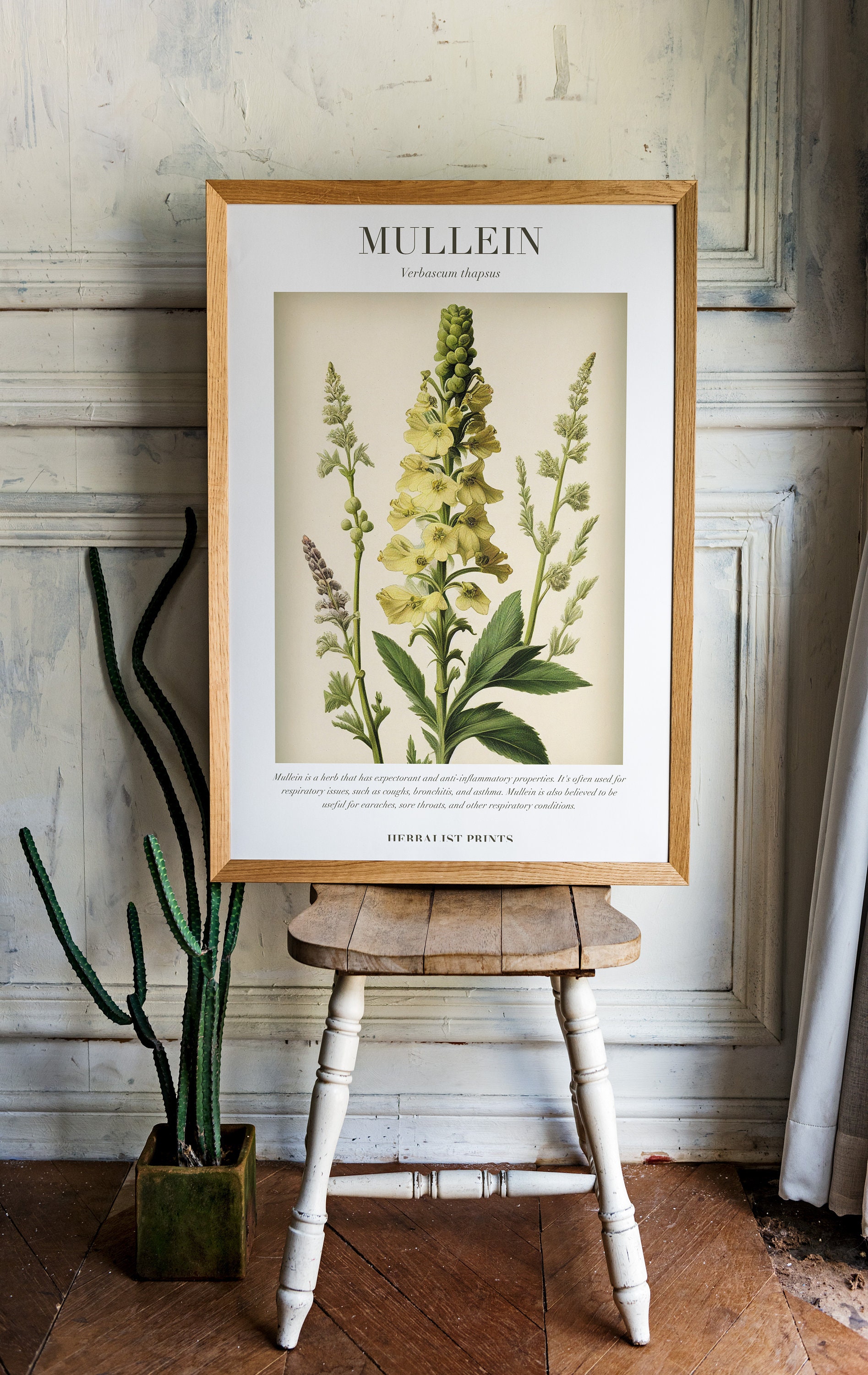Mullein Botanical Illustration With Medicinal Uses - Herbalist Prints ...