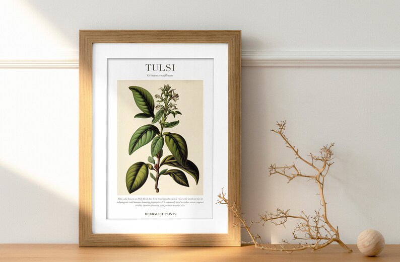 Tulsi "holy Basil" Botanical Illustration With Medicinal Uses ...