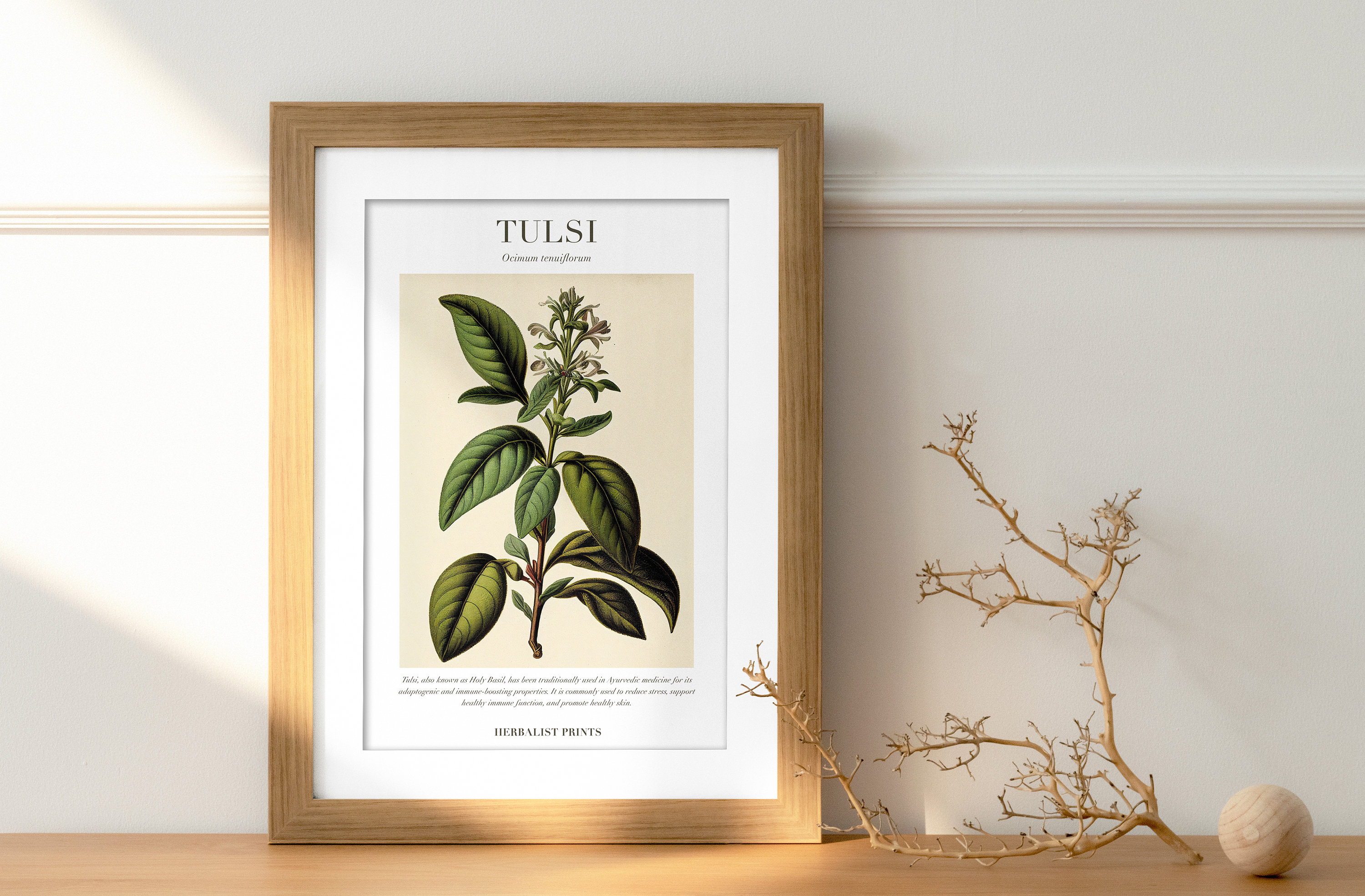 Tulsi "holy Basil" Botanical Illustration With Medicinal Uses ...