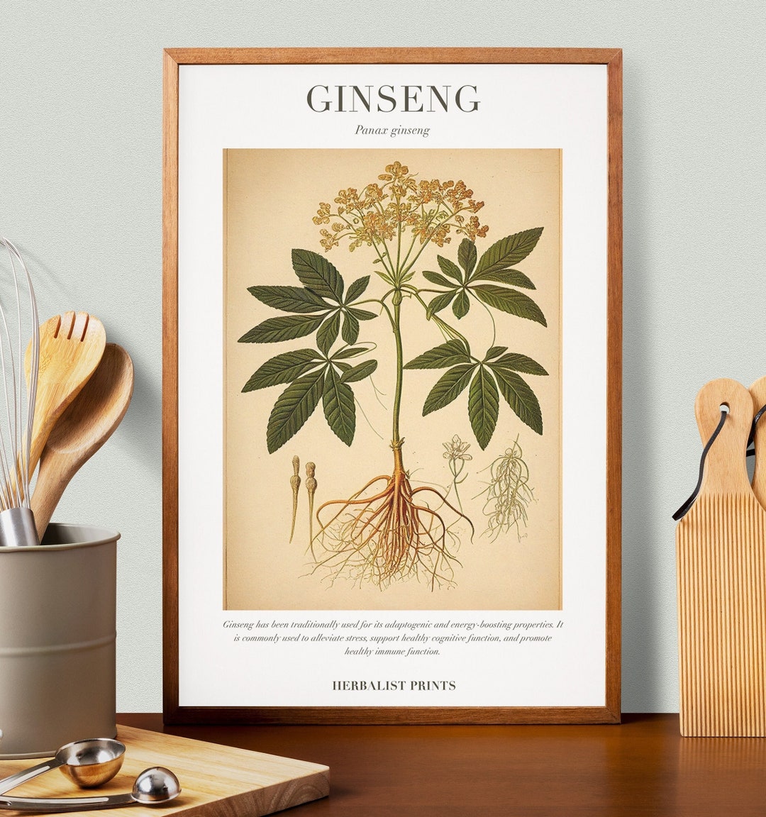 Ginseng Botanical Illustration With Medicinal Uses - Herbalist Prints ...