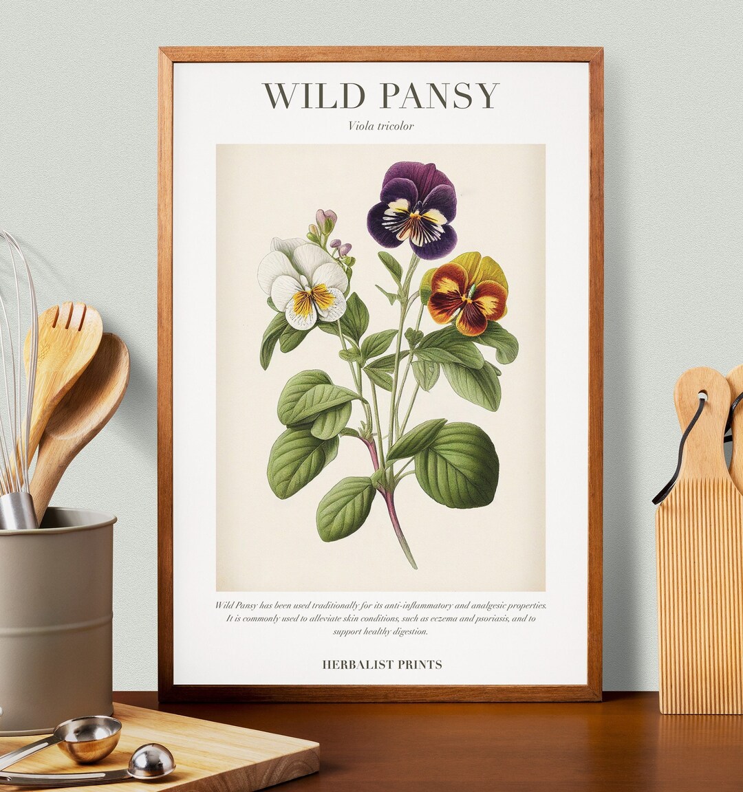 Wild Pansy Botanical Illustration With Medicinal Uses - Herbalist ...