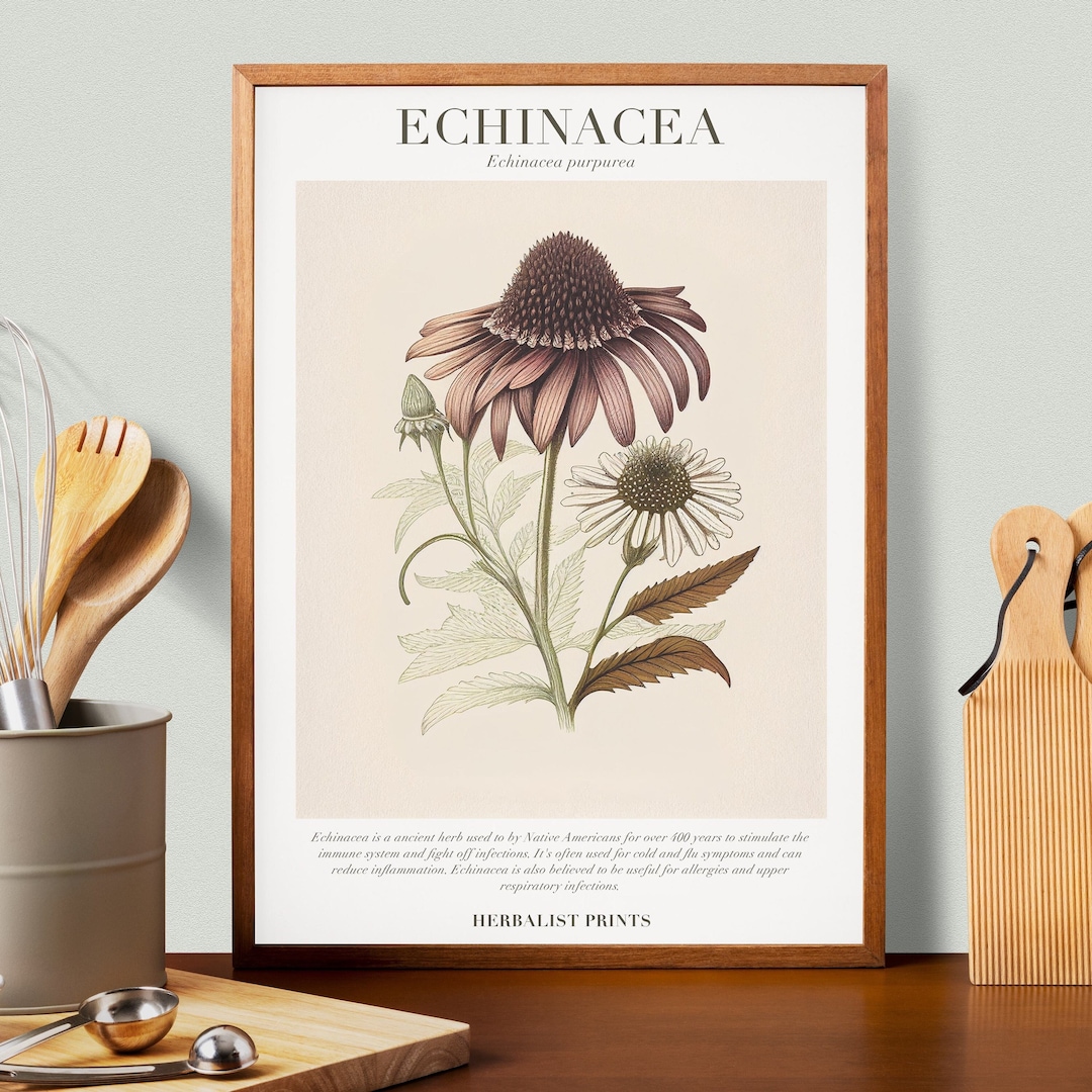 Echinacea Botanical Illustration With Medicinal Uses - Herbalist Prints ...