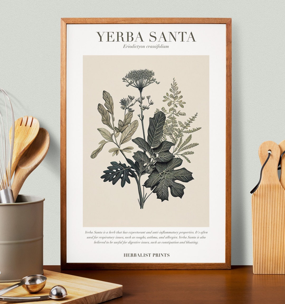 Yerba Santa Botanical Illustration With Medicinal Uses - Herbalist ...