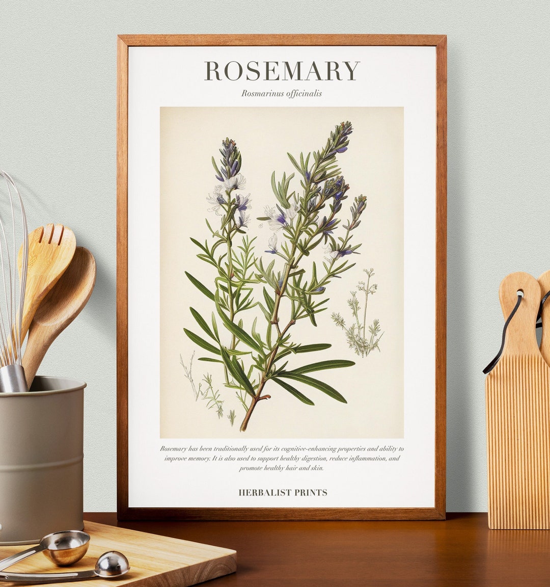 Rosemary Botanical Illustration With Medicinal Uses - Herbalist Prints ...