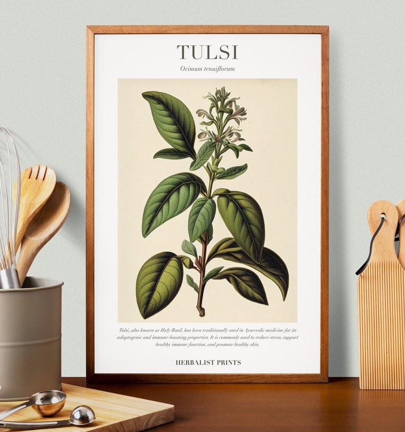 Tulsi "holy Basil" Botanical Illustration With Medicinal Uses ...