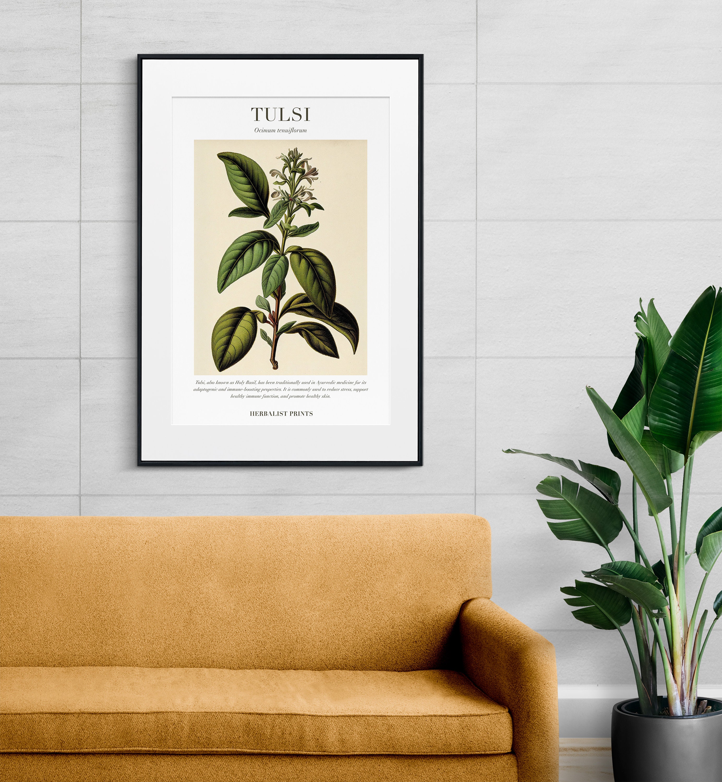 Tulsi "holy Basil" Botanical Illustration With Medicinal Uses ...