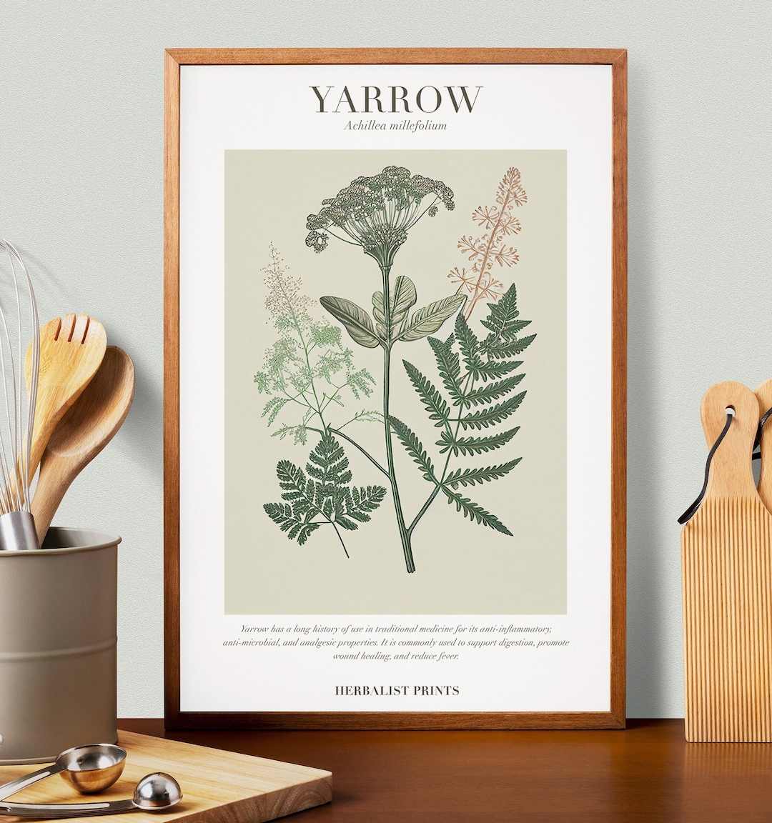 Yarrow Botanical Illustration With Medicinal Uses - Herbalist Prints - Etsy