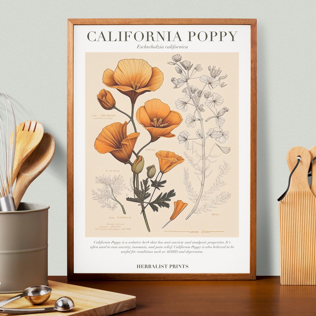 California Poppy Botanical Illustration With Medicinal Uses - Herbalist ...