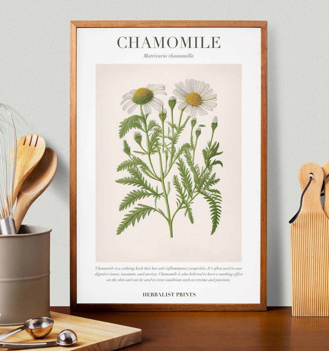 Chamomile Botanical Illustration With Medicinal Uses - Herbalist Prints ...