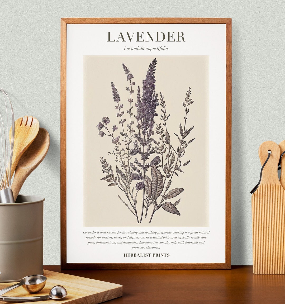 Lavender Botanical Illustration With Medicinal Uses - Herbalist Prints ...
