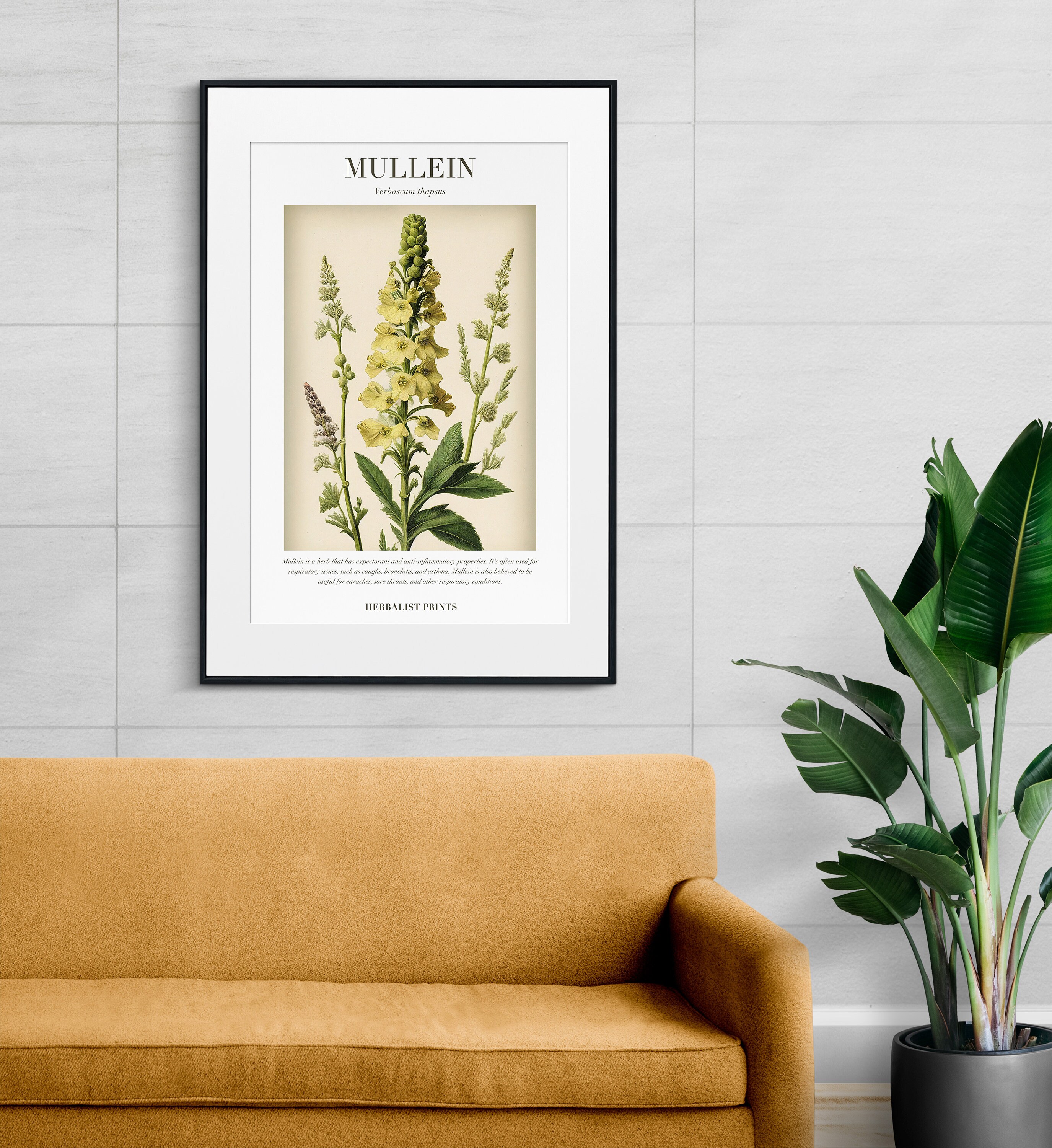 Mullein Botanical Illustration With Medicinal Uses - Herbalist Prints ...