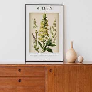Mullein Botanical Illustration With Medicinal Uses - Herbalist Prints ...