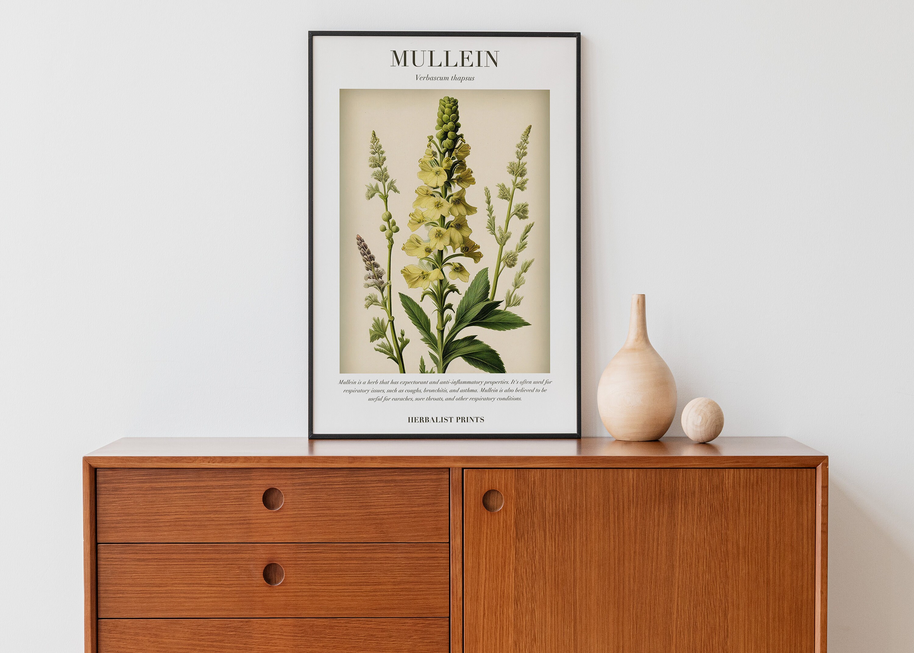 Mullein Botanical Illustration With Medicinal Uses - Herbalist Prints ...