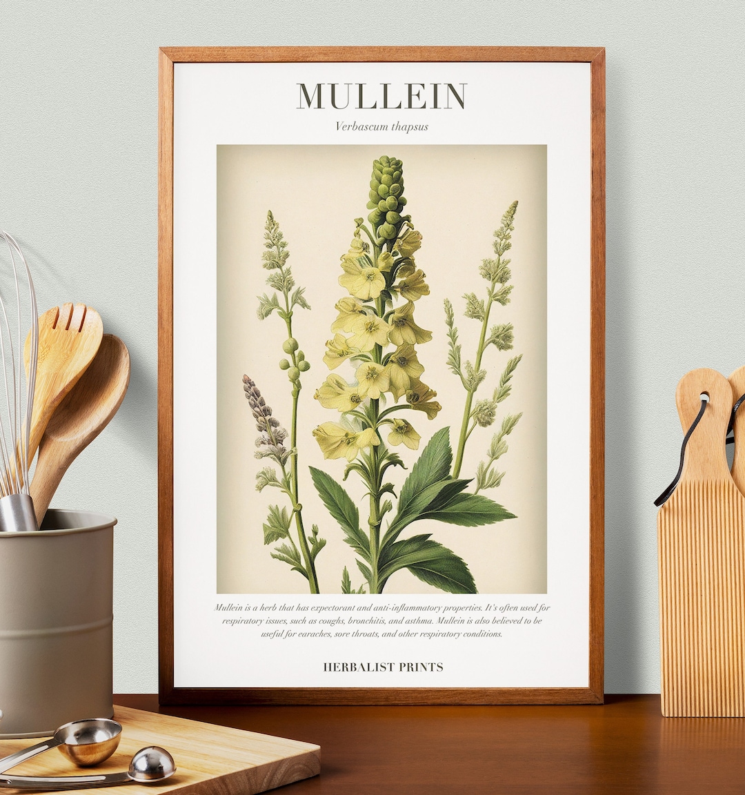 Mullein Botanical Illustration With Medicinal Uses - Herbalist Prints ...