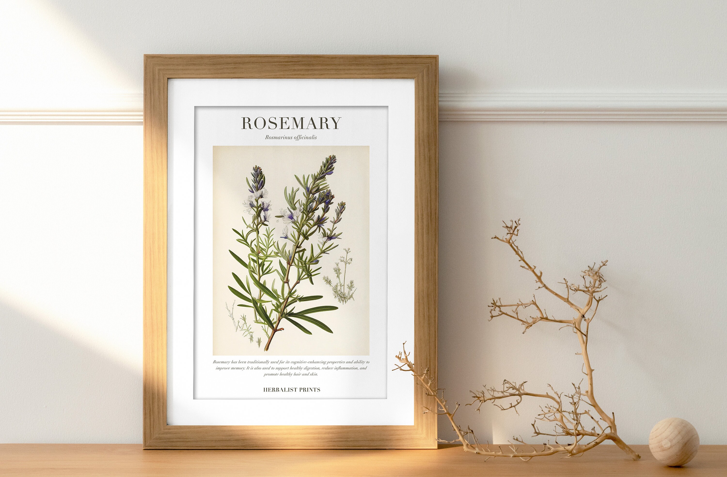 Rosemary Botanical Illustration With Medicinal Uses - Herbalist Prints ...