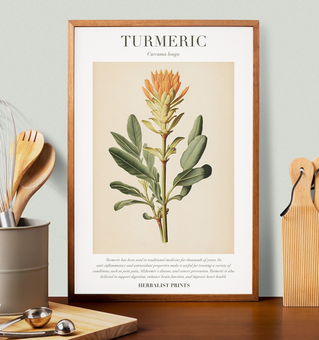 Turmeric Botanical Illustration With Medicinal Uses Herbalist Prints - Etsy