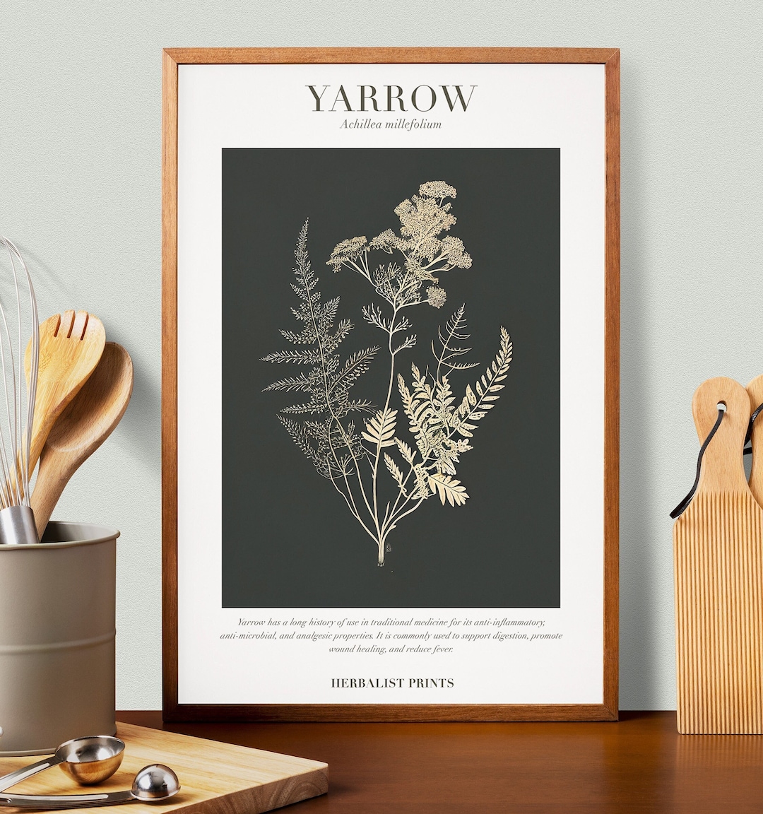 Yarrow Botanical Illustration With Medicinal Uses - Herbalist Prints - Etsy