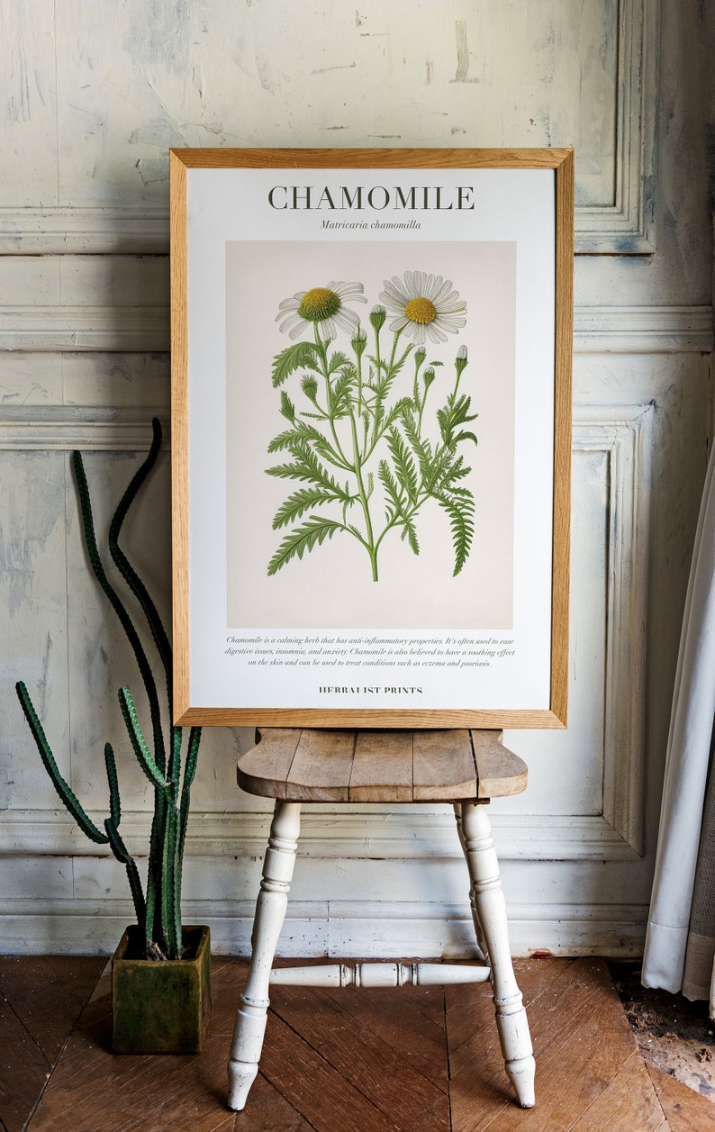 Chamomile Botanical Illustration With Medicinal Uses - Herbalist Prints ...