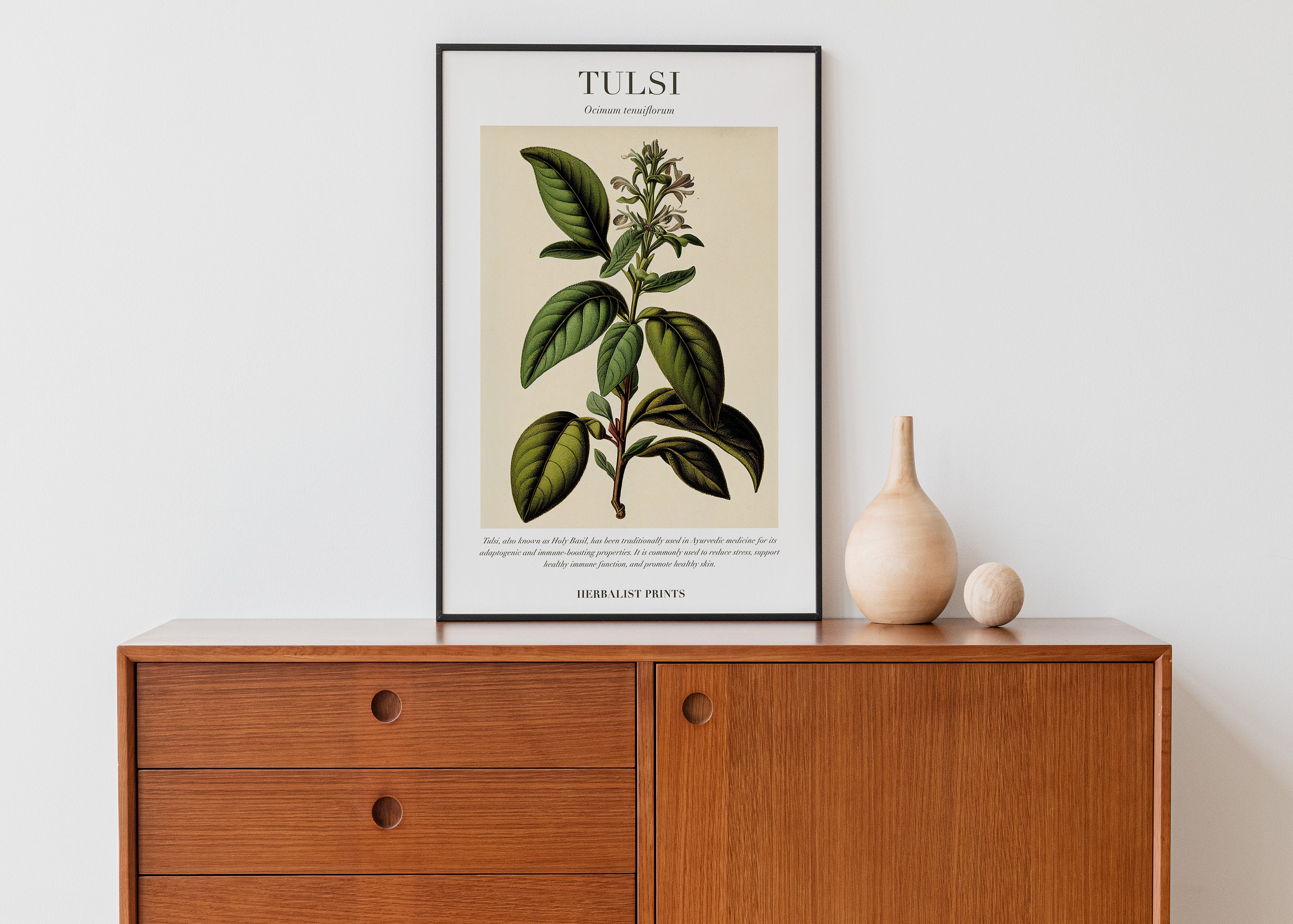 Tulsi "holy Basil" Botanical Illustration With Medicinal Uses ...