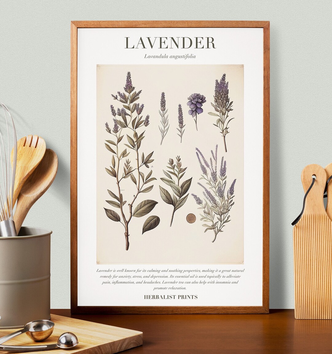 Lavender Botanical Illustration With Medicinal Uses - Herbalist Prints ...