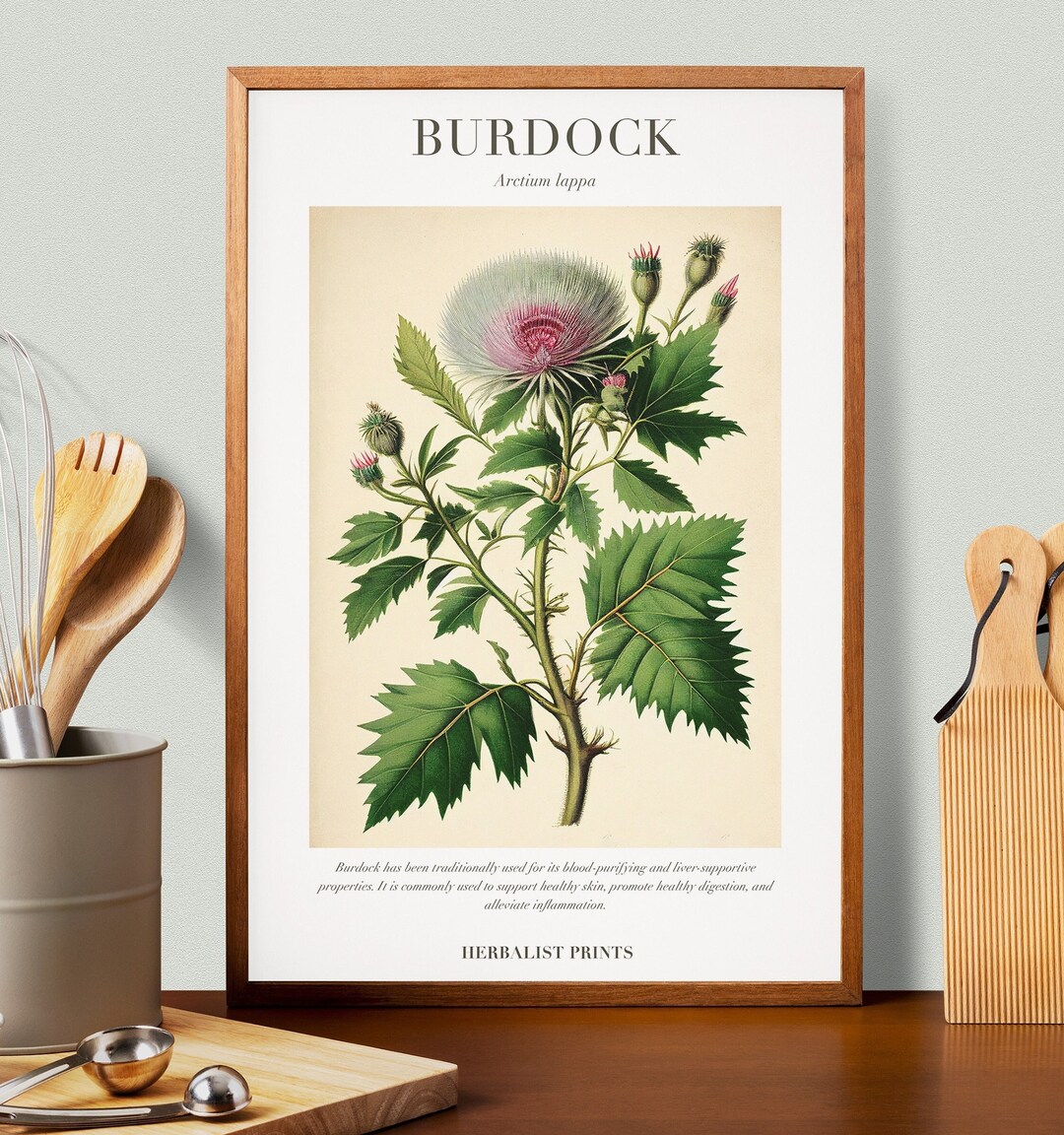 Burdock Botanical Illustration With Medicinal Uses - Herbalist Prints ...