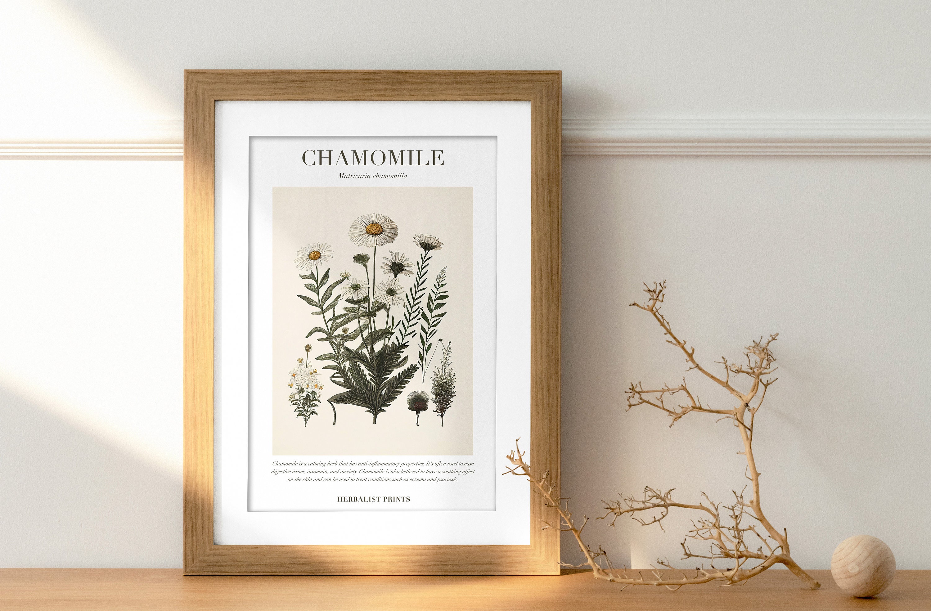 Chamomile Botanical Illustration With Medicinal Uses - Herbalist Prints ...