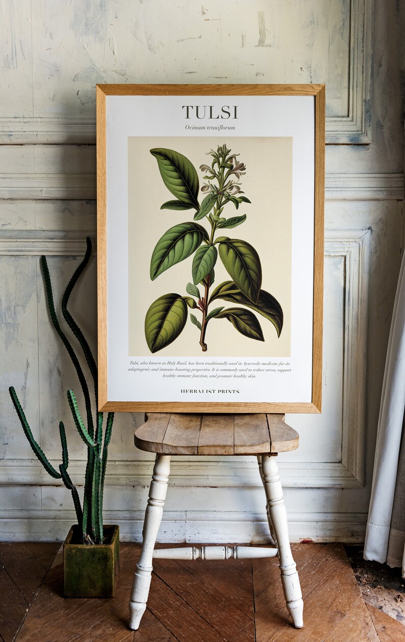 Tulsi "holy Basil" Botanical Illustration With Medicinal Uses ...