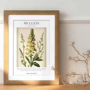 Mullein Botanical Illustration With Medicinal Uses - Herbalist Prints ...