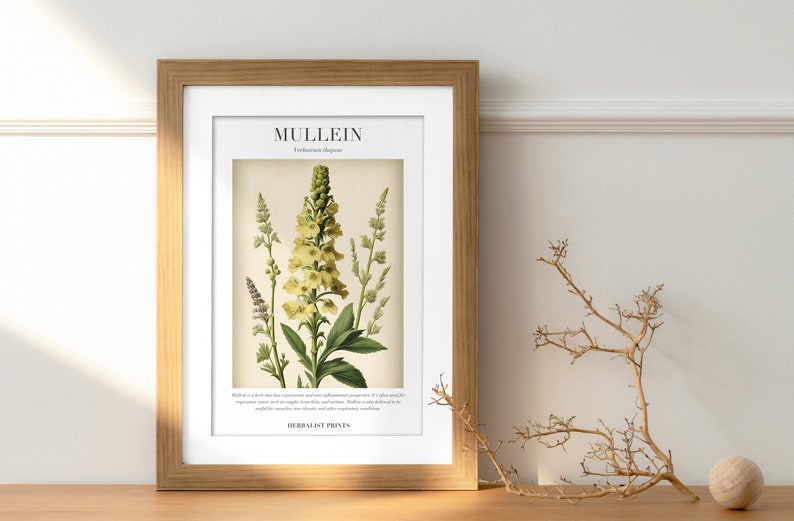 Mullein Botanical Illustration With Medicinal Uses - Herbalist Prints ...