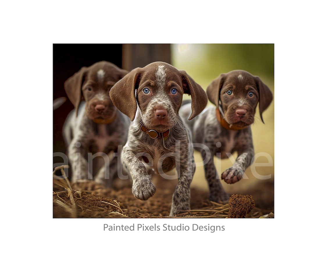German Shorthaired Pointer Puppies Playing - Etsy