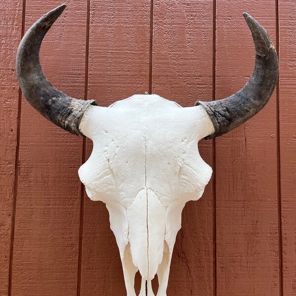 European Mount - Etsy