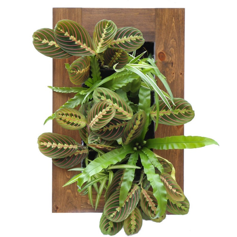 Praying Fern Vertical Wall Garden - Etsy