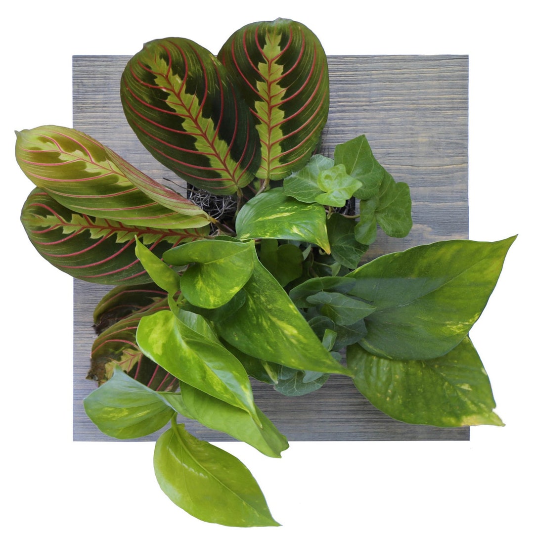 Philo Green Mini Vertical Wall Garden - Etsy