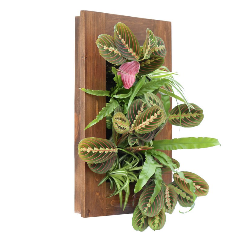 Praying Fern Vertical Wall Garden - Etsy