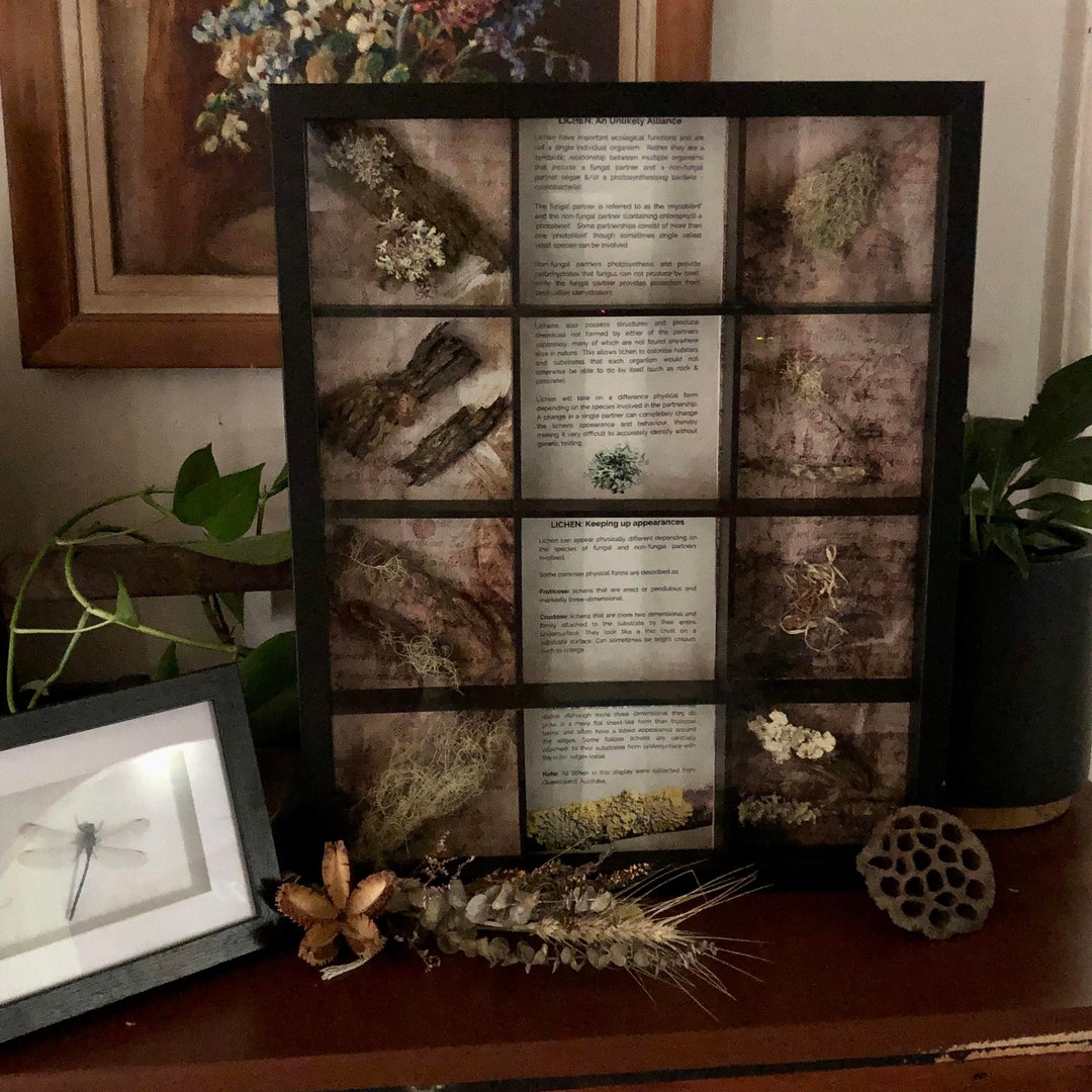 Extra Large Framed Australian Lichen Specimen Collection. - Etsy Australia