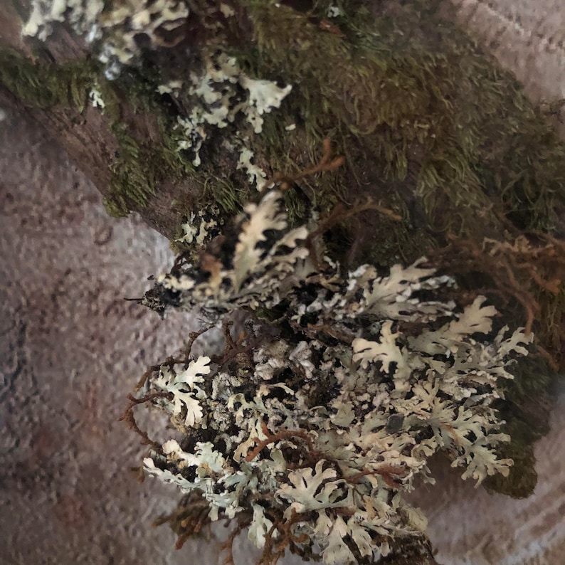 Extra Large Framed Australian Lichen Specimen Collection. - Etsy Australia