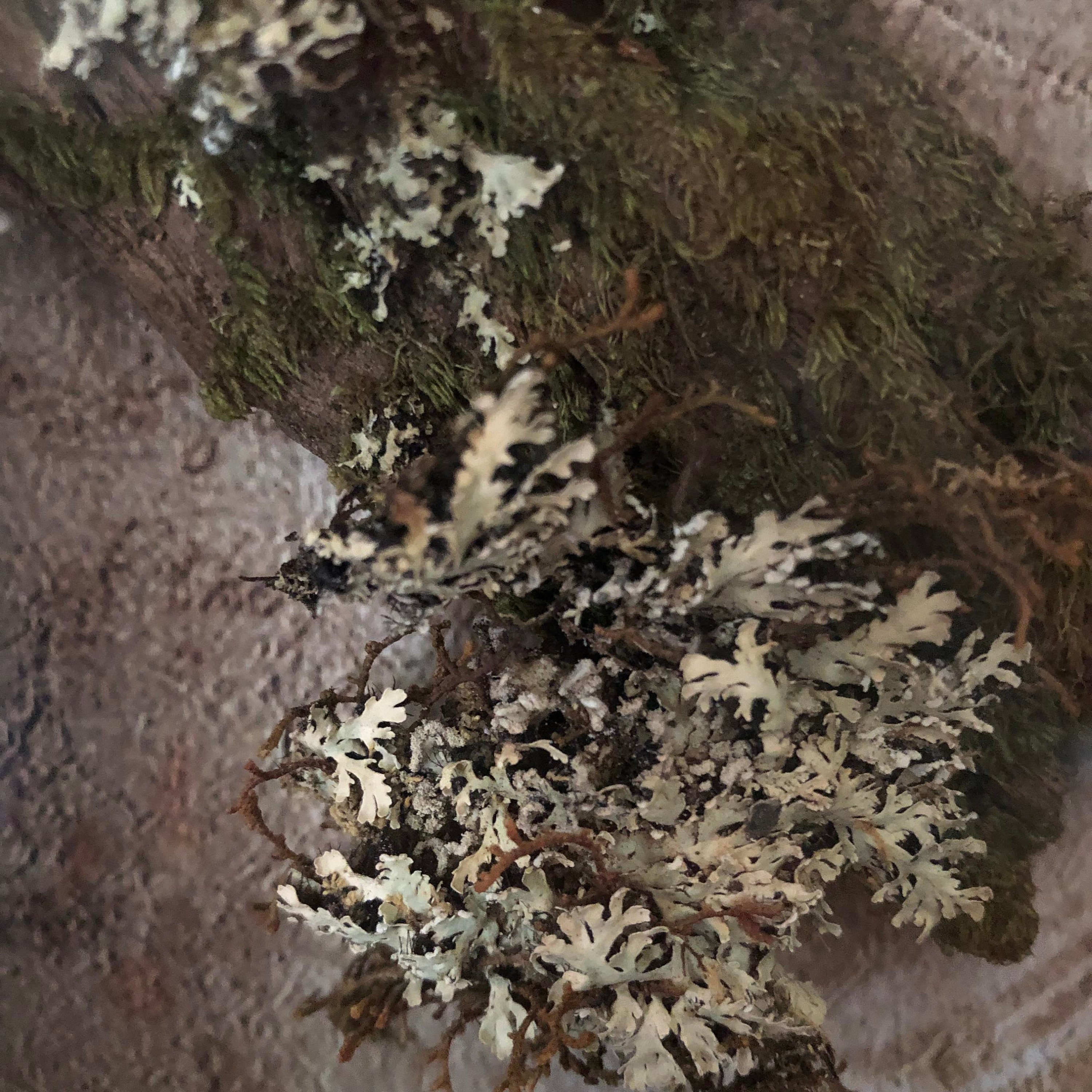 Extra Large Framed Australian Lichen Specimen Collection. - Etsy Australia