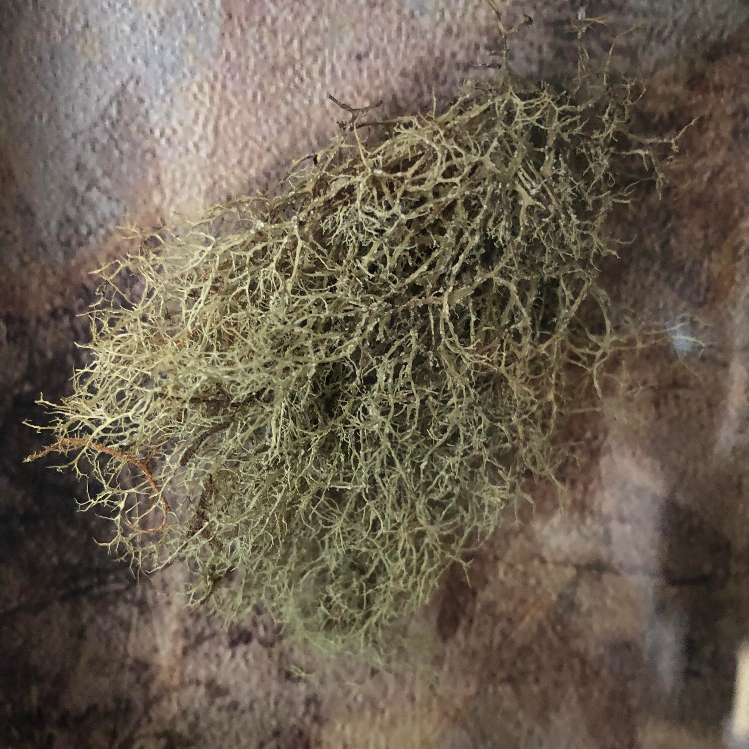 Extra Large Framed Australian Lichen Specimen Collection. - Etsy Australia