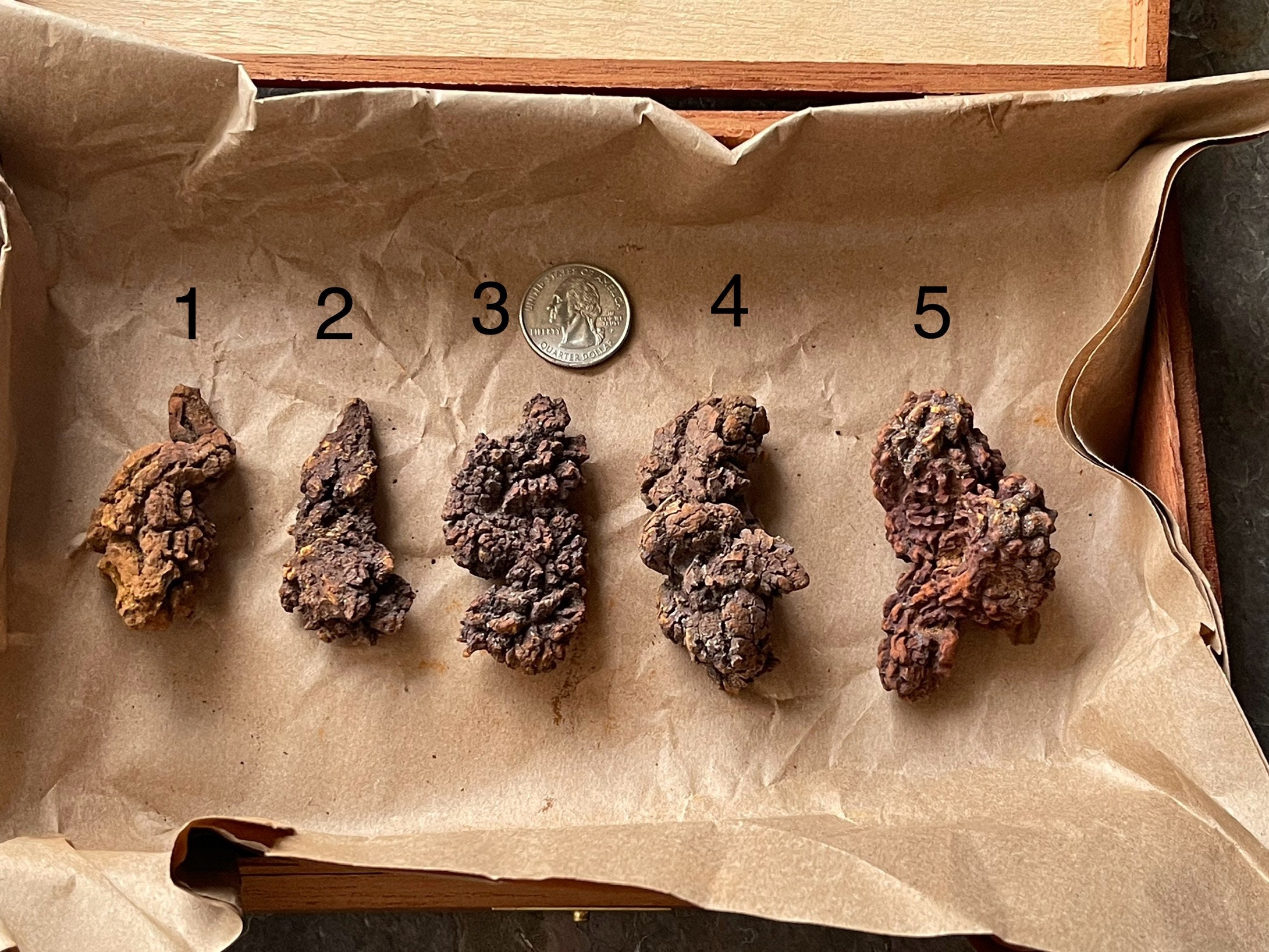 Coprolite Fossilized Dinosaur Poop - Etsy