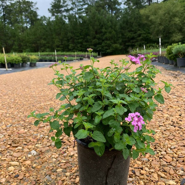 Trailing Lantana Plants - Etsy
