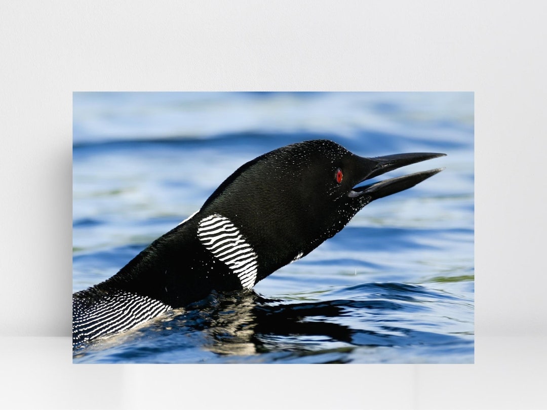 The Loon Call, Adirondack Mountains, Wildlife, Print, Fine Art ...