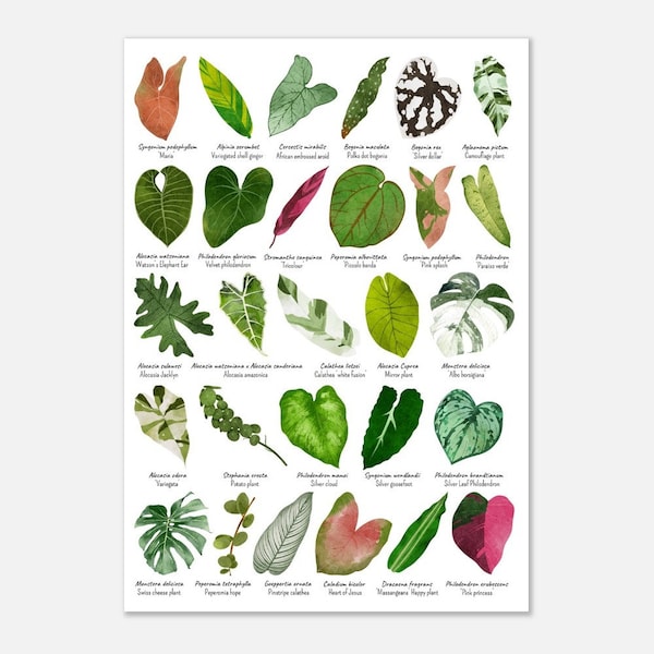 Plant Poster - Etsy