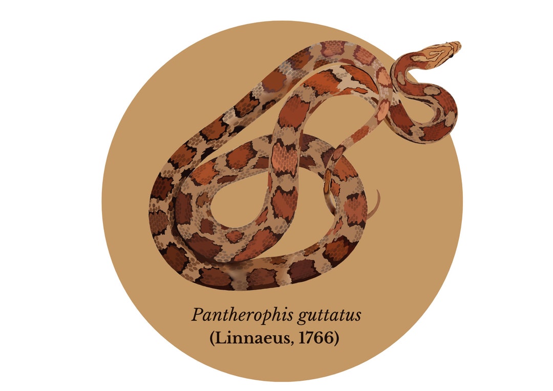Poster Drawing of Pantherophis Guttatus, Corn Snake, Reptile Lover Gift ...