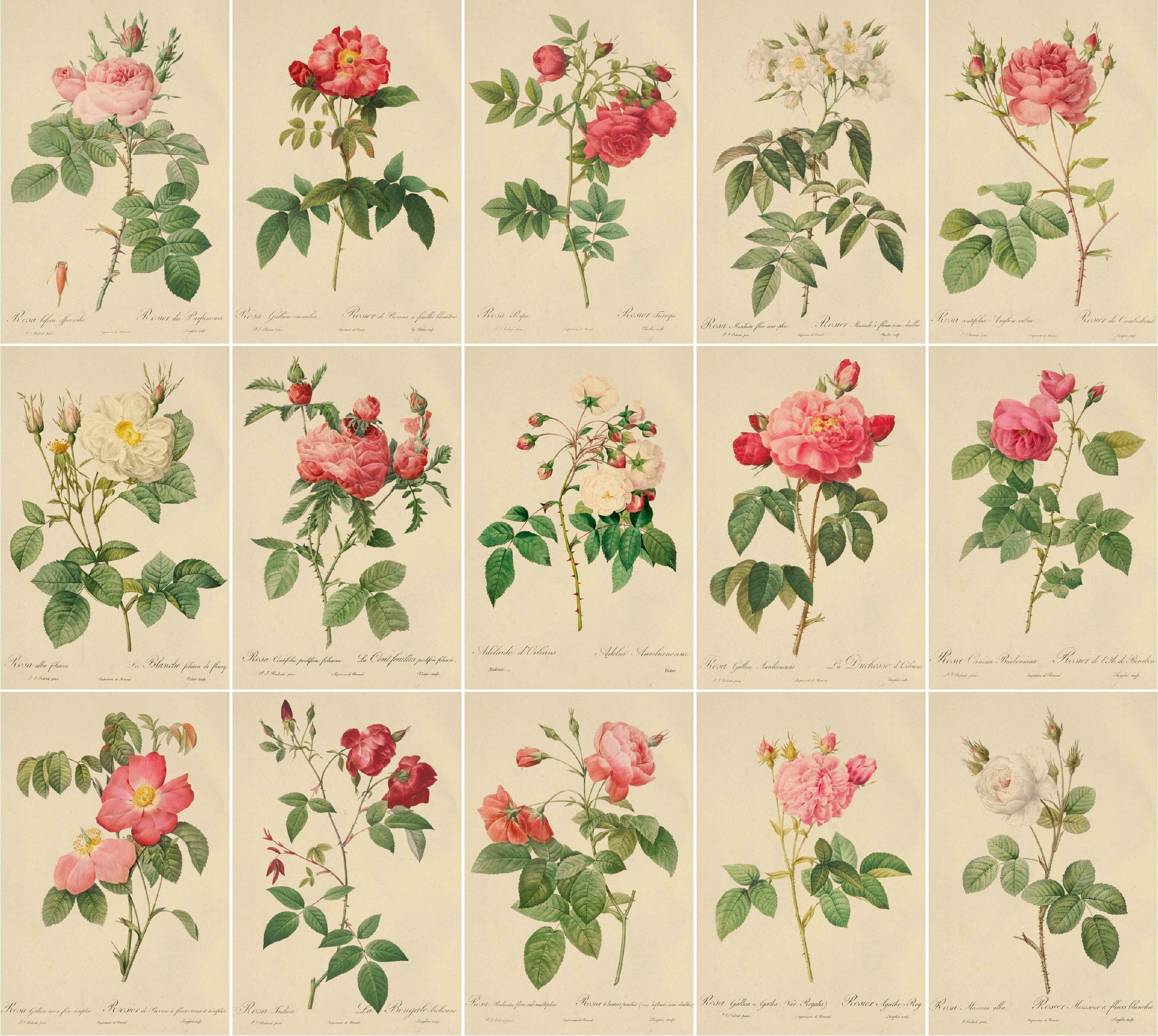 Vintage Rose Photos Wall Collage Kit With 60 PCS Rustic Vintage ...