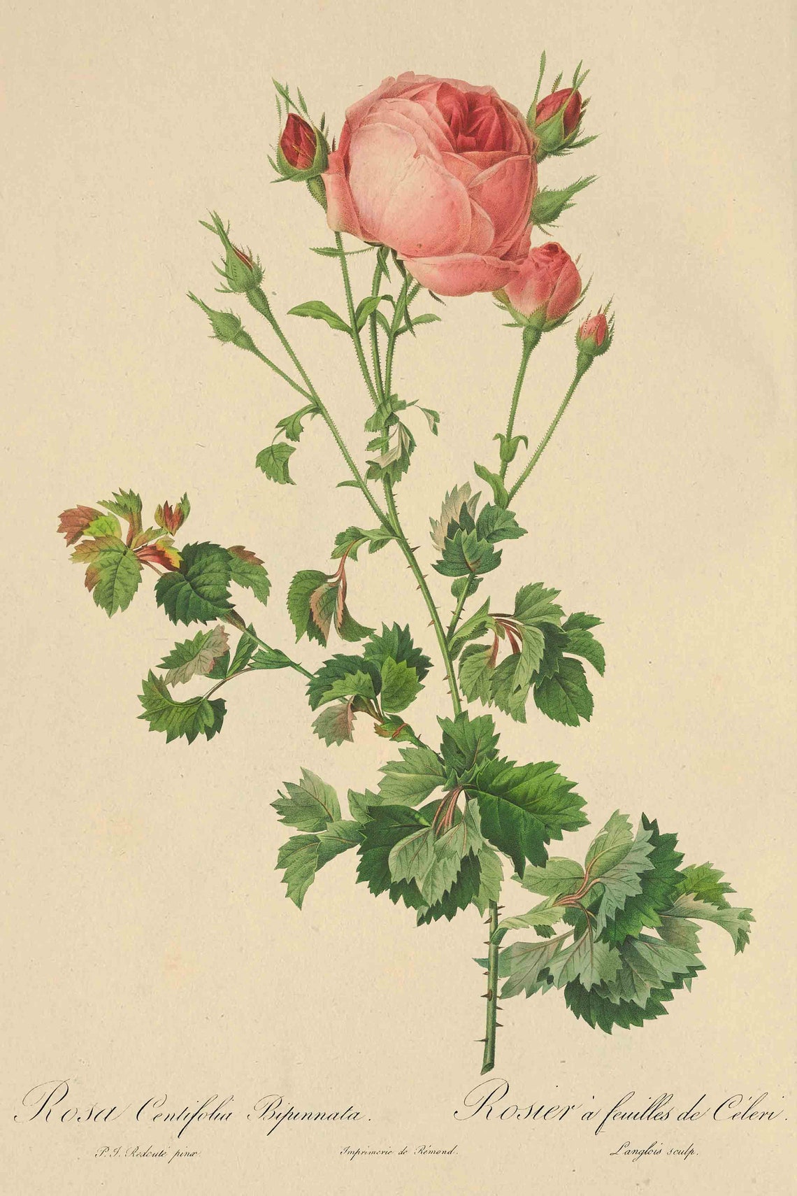 Vintage Rose Photos Wall Collage Kit With 60 PCS Rustic Vintage ...