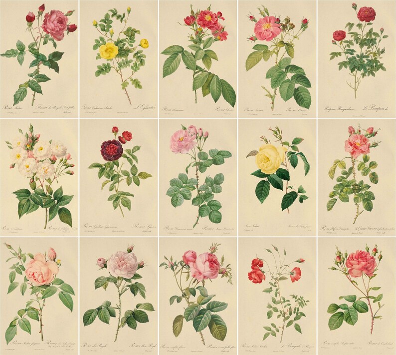 Vintage Botanical Rose Illustrations – Antique Floral Collage Set ...