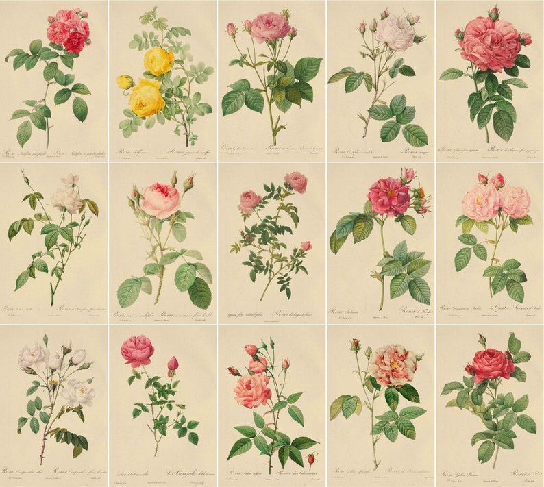 Vintage Rose Photos Wall Collage Kit With 60 PCS, Rustic Illustration ...
