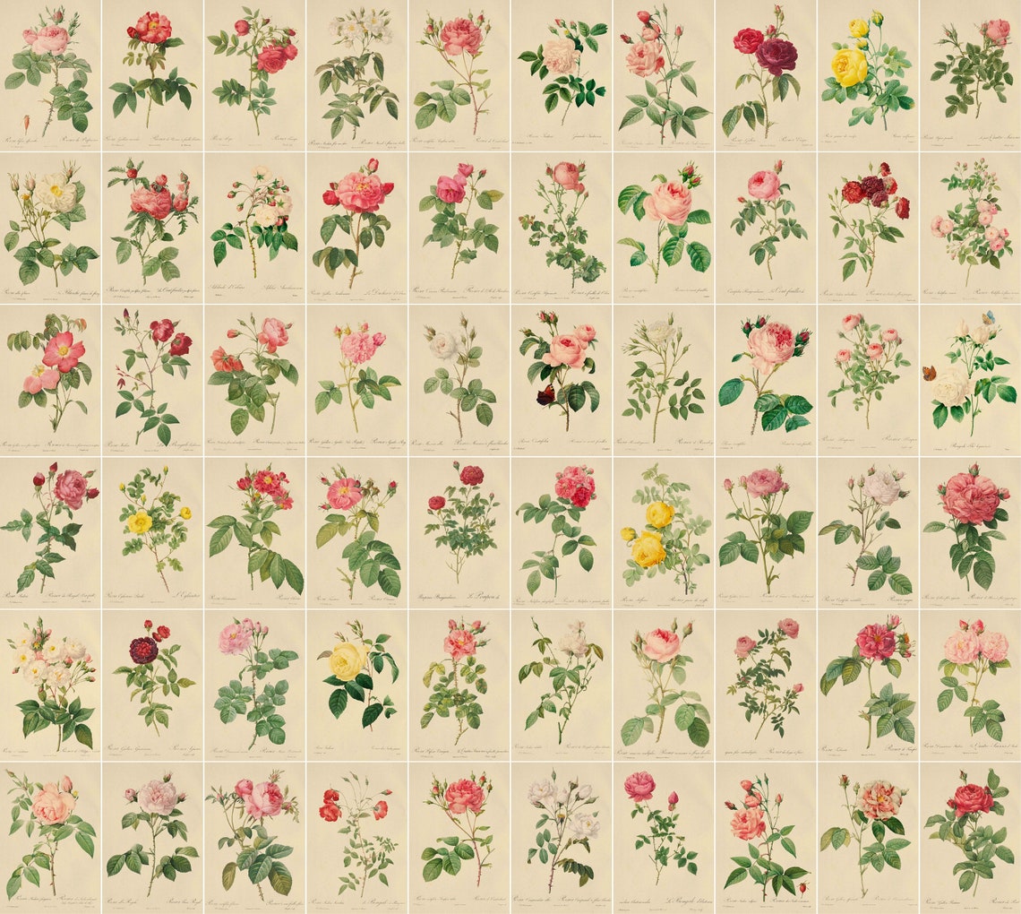 Vintage Rose Photos Wall Collage Kit With 60 PCS Rustic Vintage ...